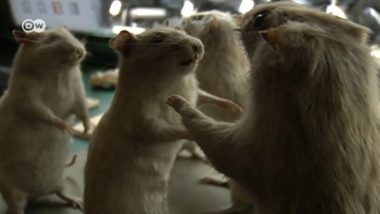 Rats Plague Paris | Focus on Europe – Zebra Production